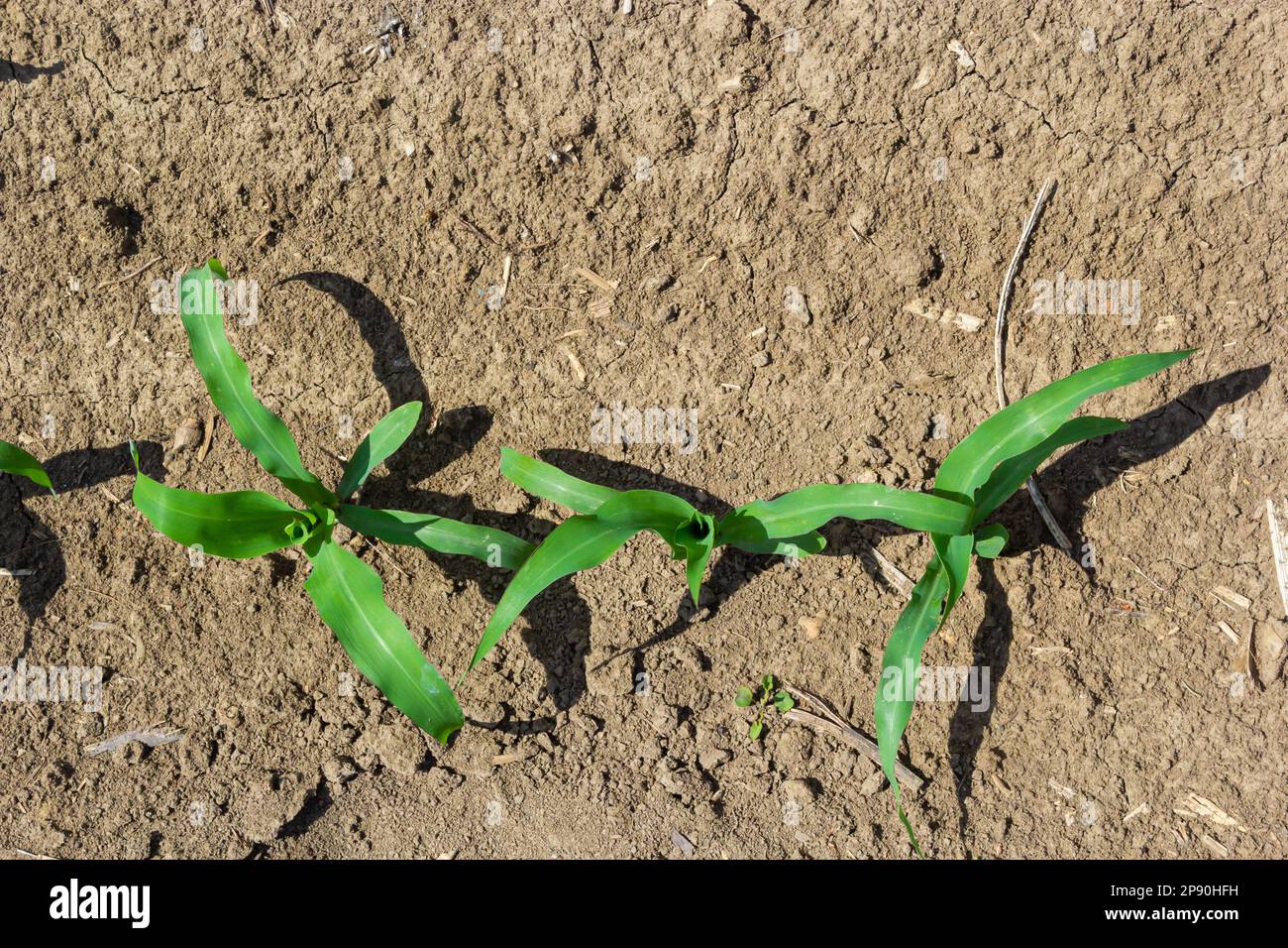 close up of a healthy young cornstalk in a cornfield with soil dry and ...