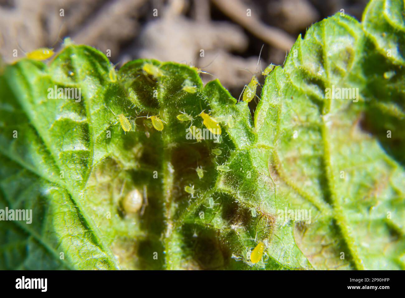 Aphids curled foliage, close up Leaf curled on cherry tree, Prunus sp ...