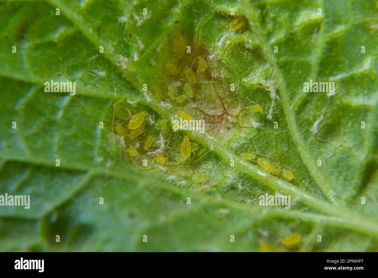 Branch of fruit tree with wrinkled leaves affected by black aphid ...