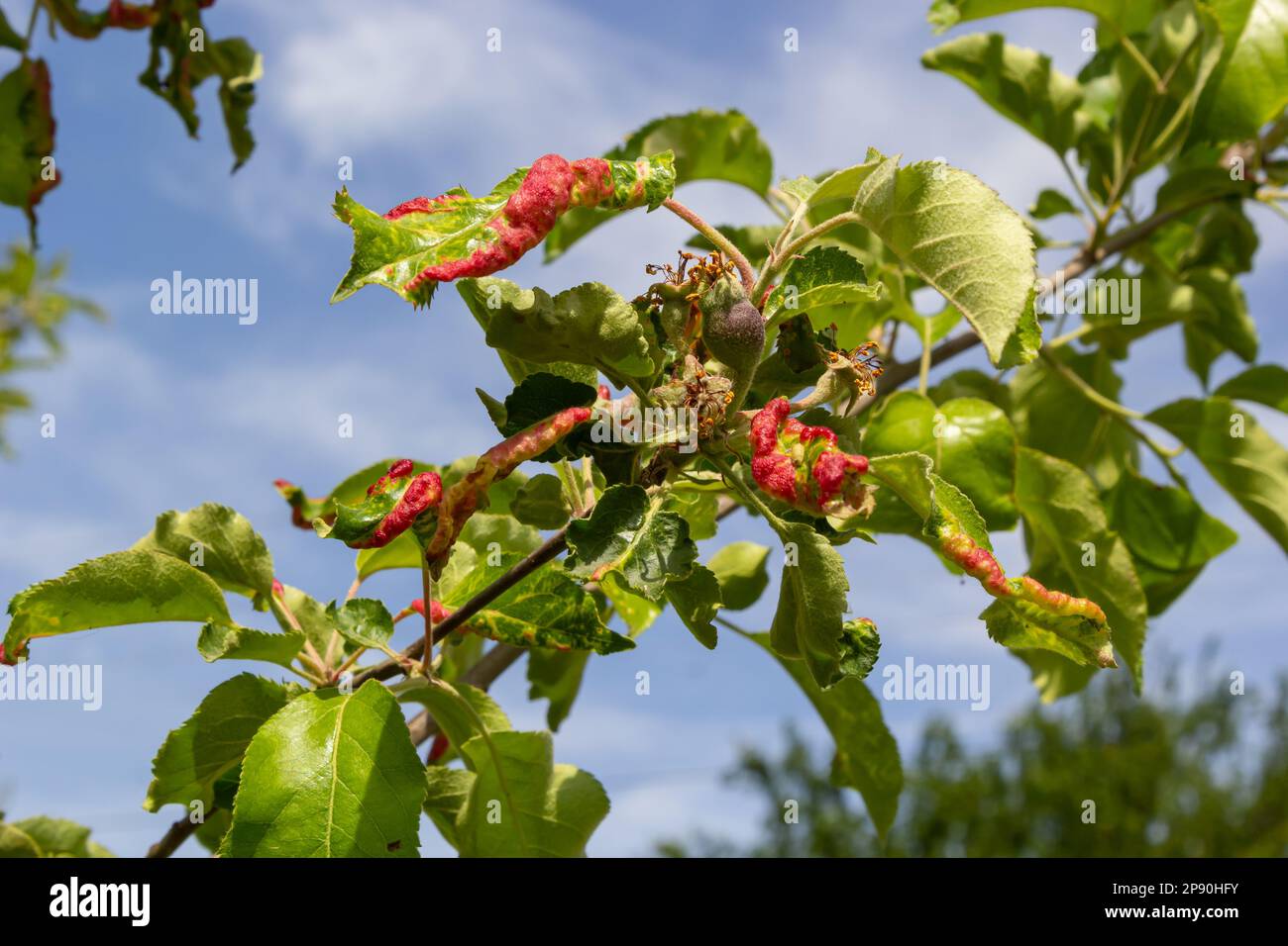 Aphids curled foliage, close up Leaf curled on cherry tree, Prunus sp ...