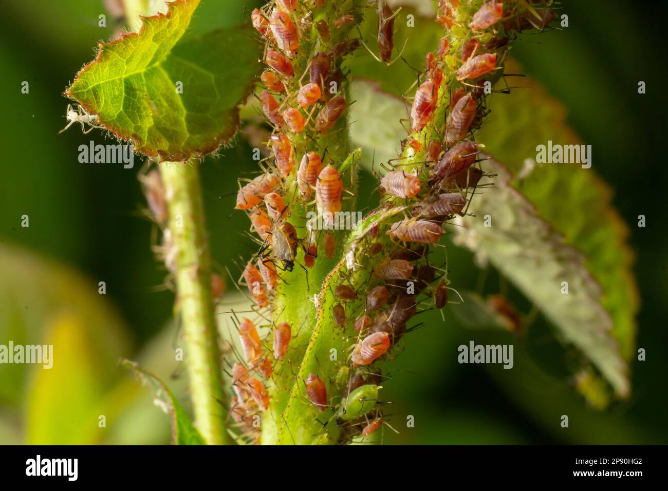 Macrosiphum rosae, the rose aphid is an aphid of the family Aphididae ...