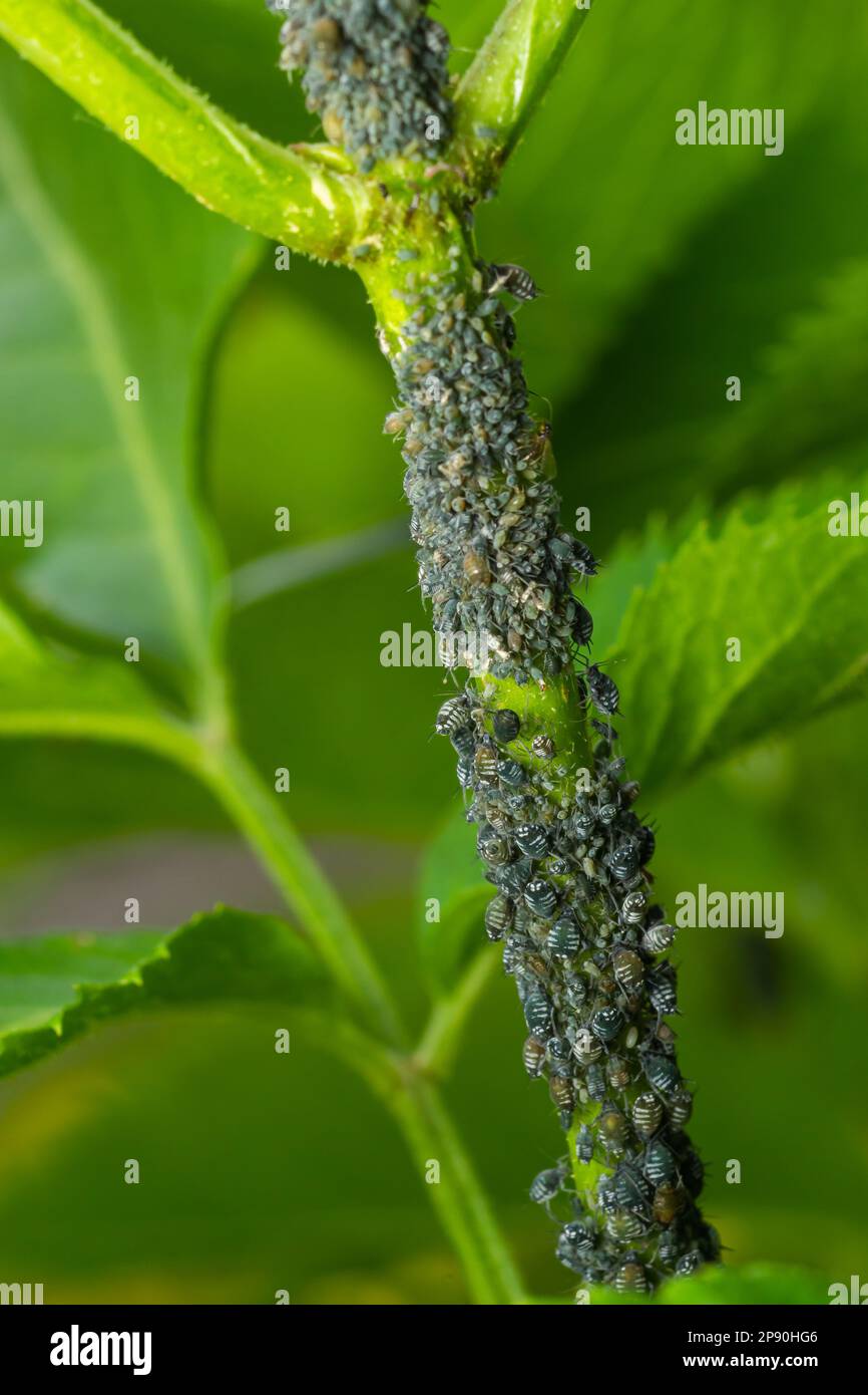 Branch of fruit tree with wrinkled leaves affected by black aphid ...