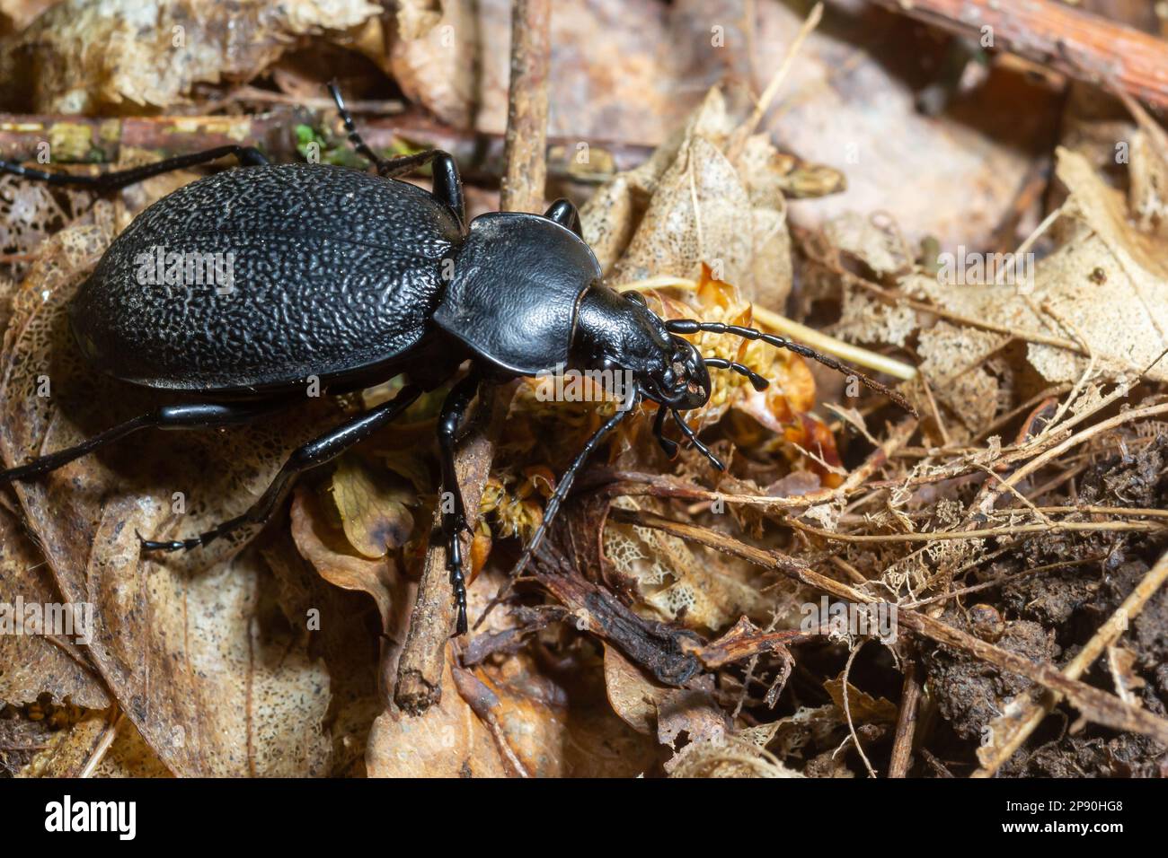 Carabus coriaceus is a species of beetle widespread in Europe, where it ...