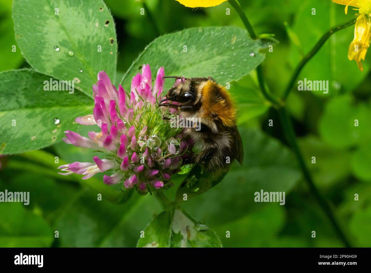 Red clover bee hi-res stock photography and images - Alamy