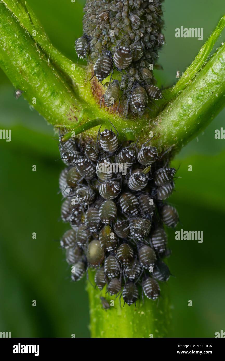 Branch of fruit tree with wrinkled leaves affected by black aphid ...