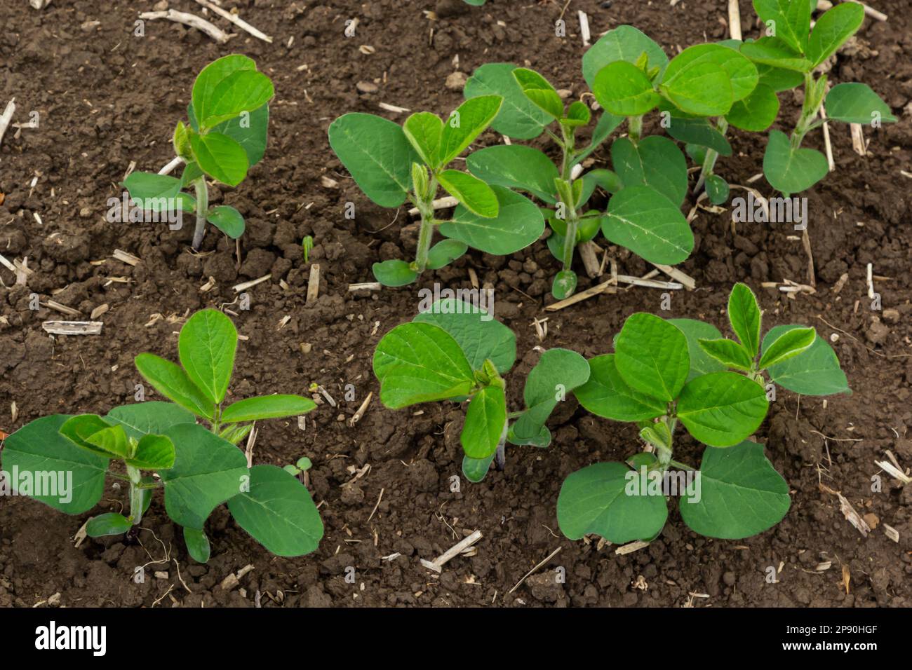 Soybean plant leaf close-up in a field of young plants. Young crops of ...