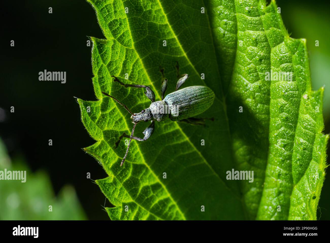 Phyllobius argentatus is a species of short nosed weevil commonly known ...