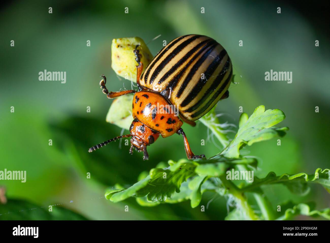 The Colorado potato beetle, Leptinotarsa decemlineata, eats leaves. Macro shooting. Soft focus ...