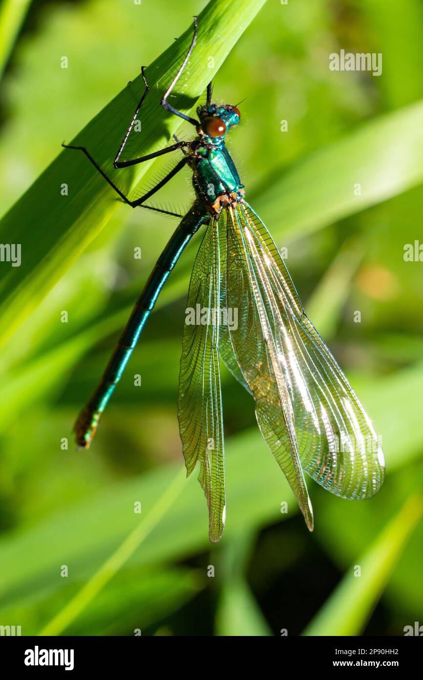 Male banded demoiselle damselfly, Calopteryx splendens. Stunning ...