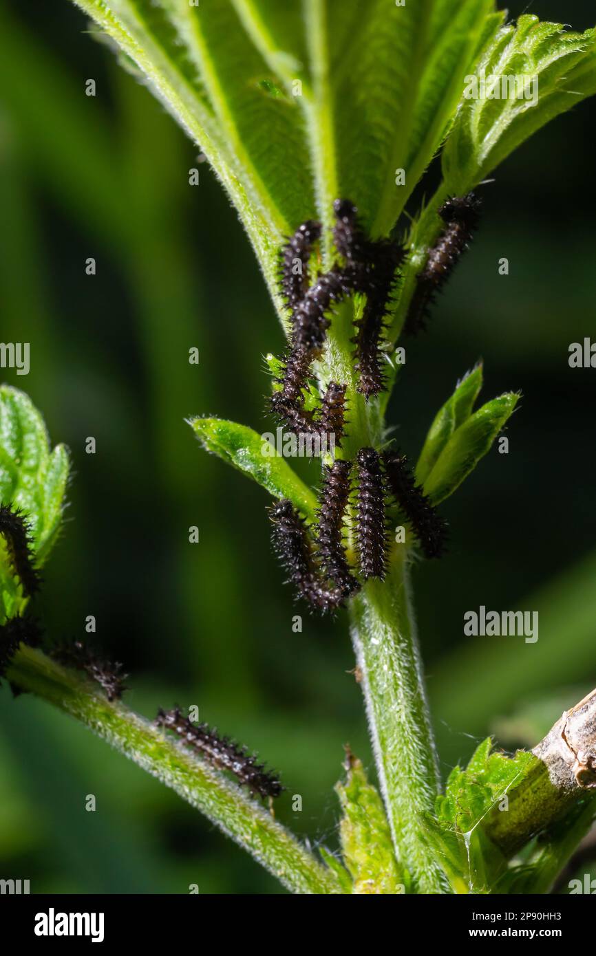 Buck Moth Caterpillars, Hemileuca maia, on a leaf Stock Photo - Alamy