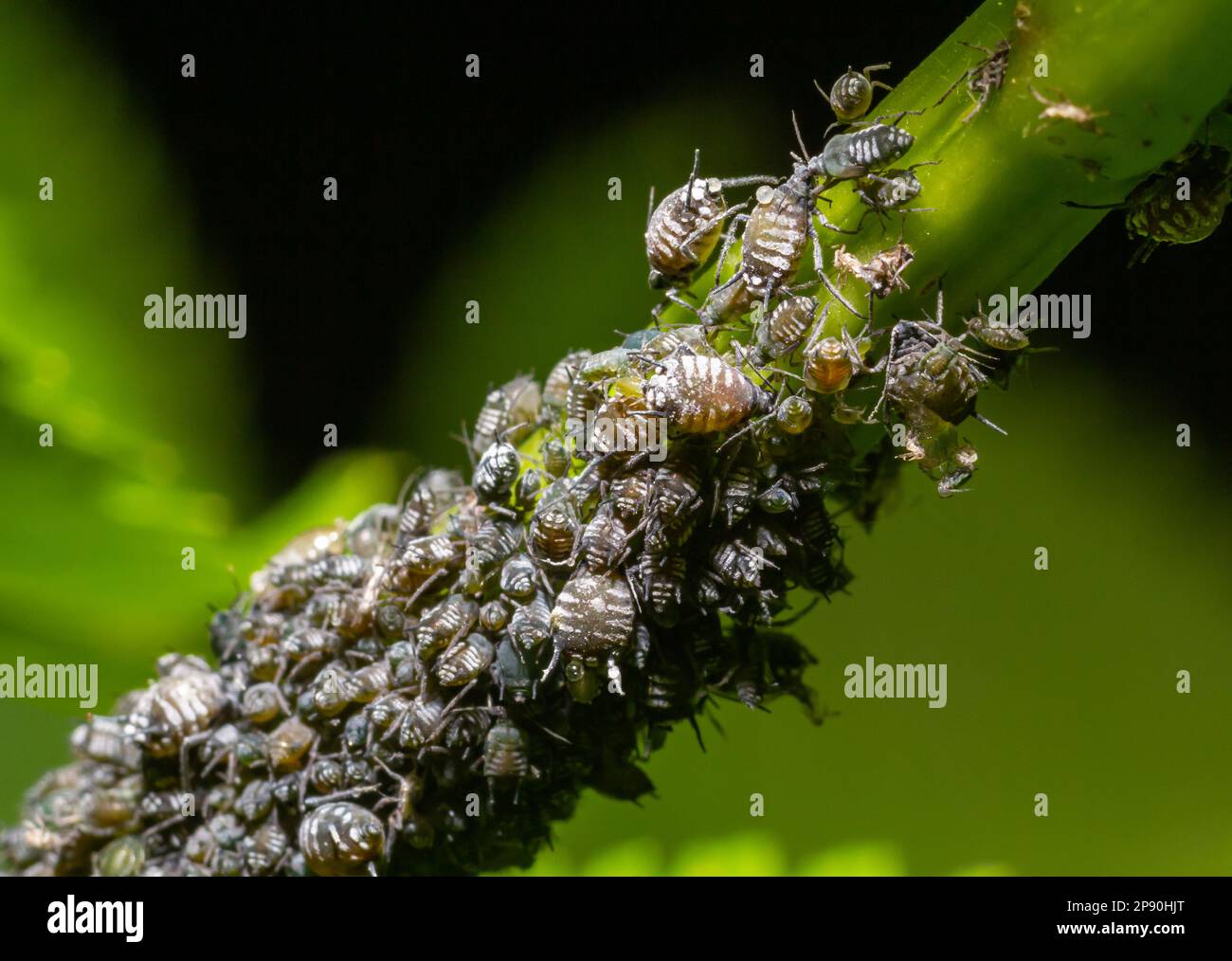Aphids, plant lice, greenflies, blackflies or whiteflies, Cinara ...
