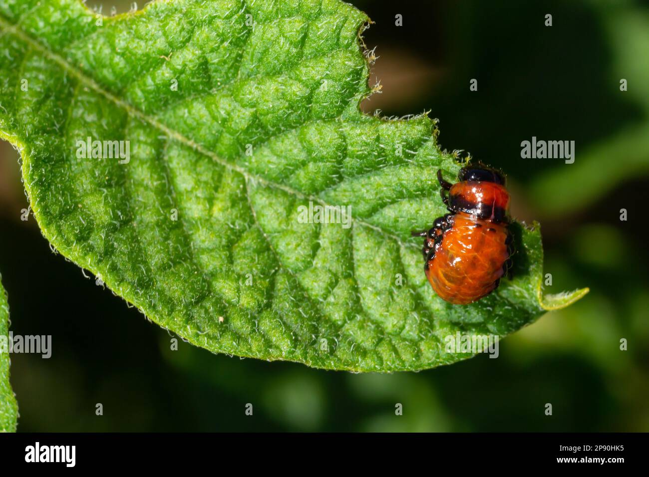 Cultivation potato colorado beetles hi-res stock photography and images ...