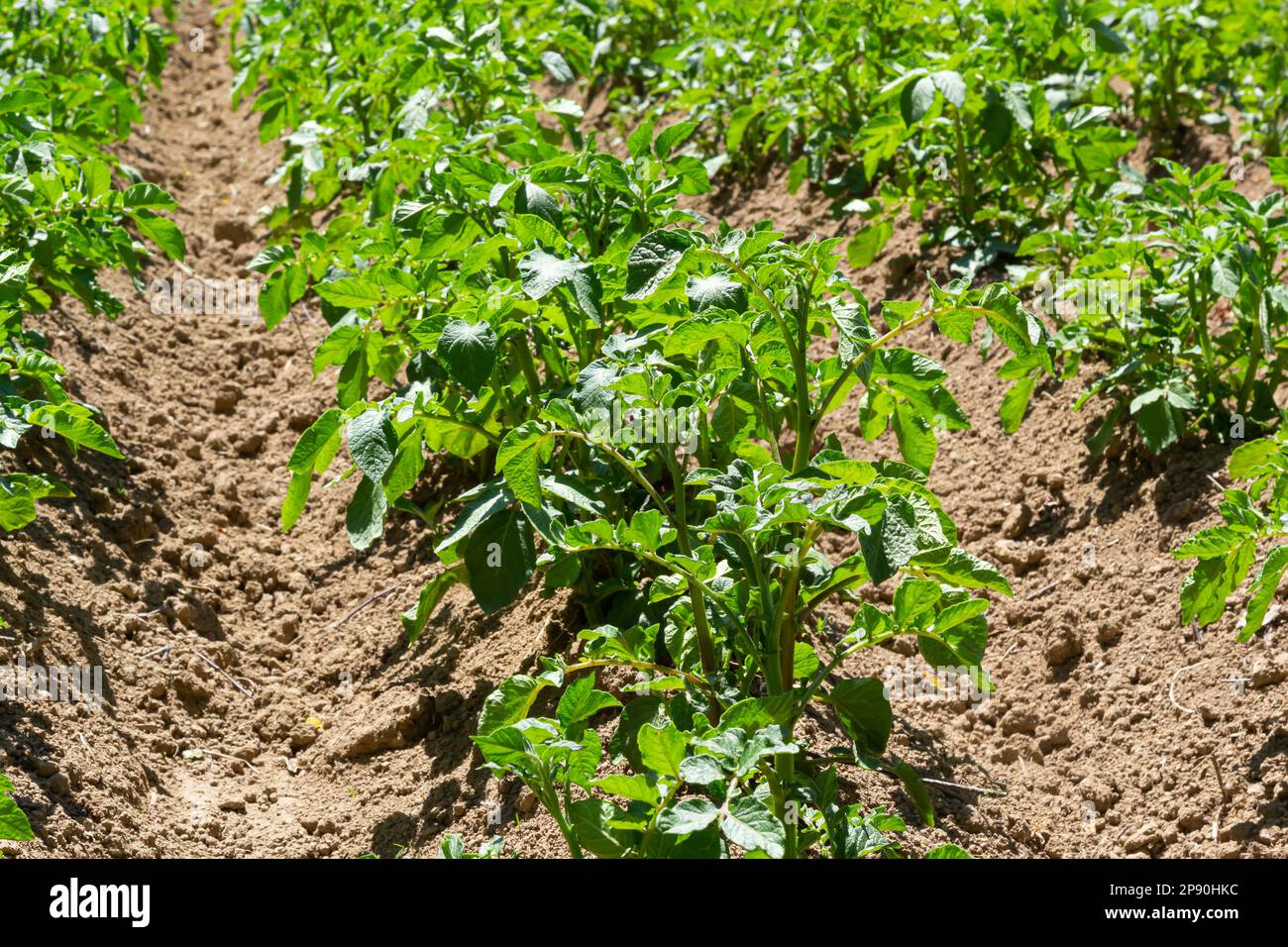 Potato, Solanum tuberosum, plantation. Crop planted at agriculture field Stock Photo - Alamy