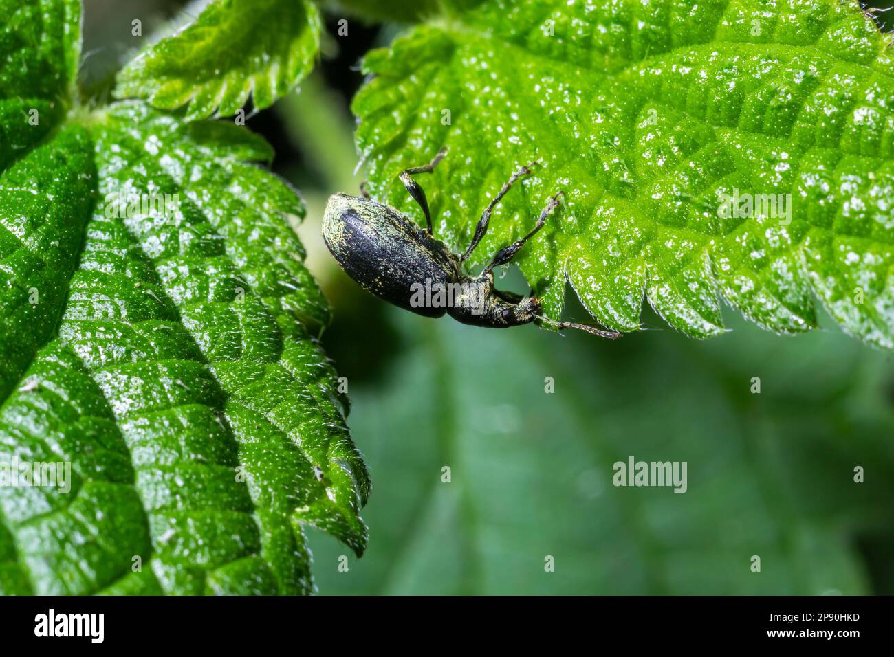 Phyllobius argentatus is a species of short nosed weevil commonly known ...
