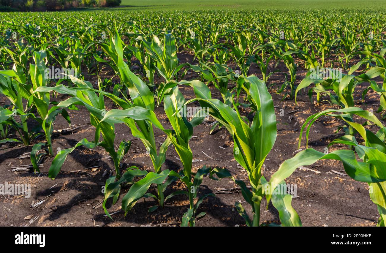 close up of a healthy young cornstalk in a cornfield with soil dry and ...