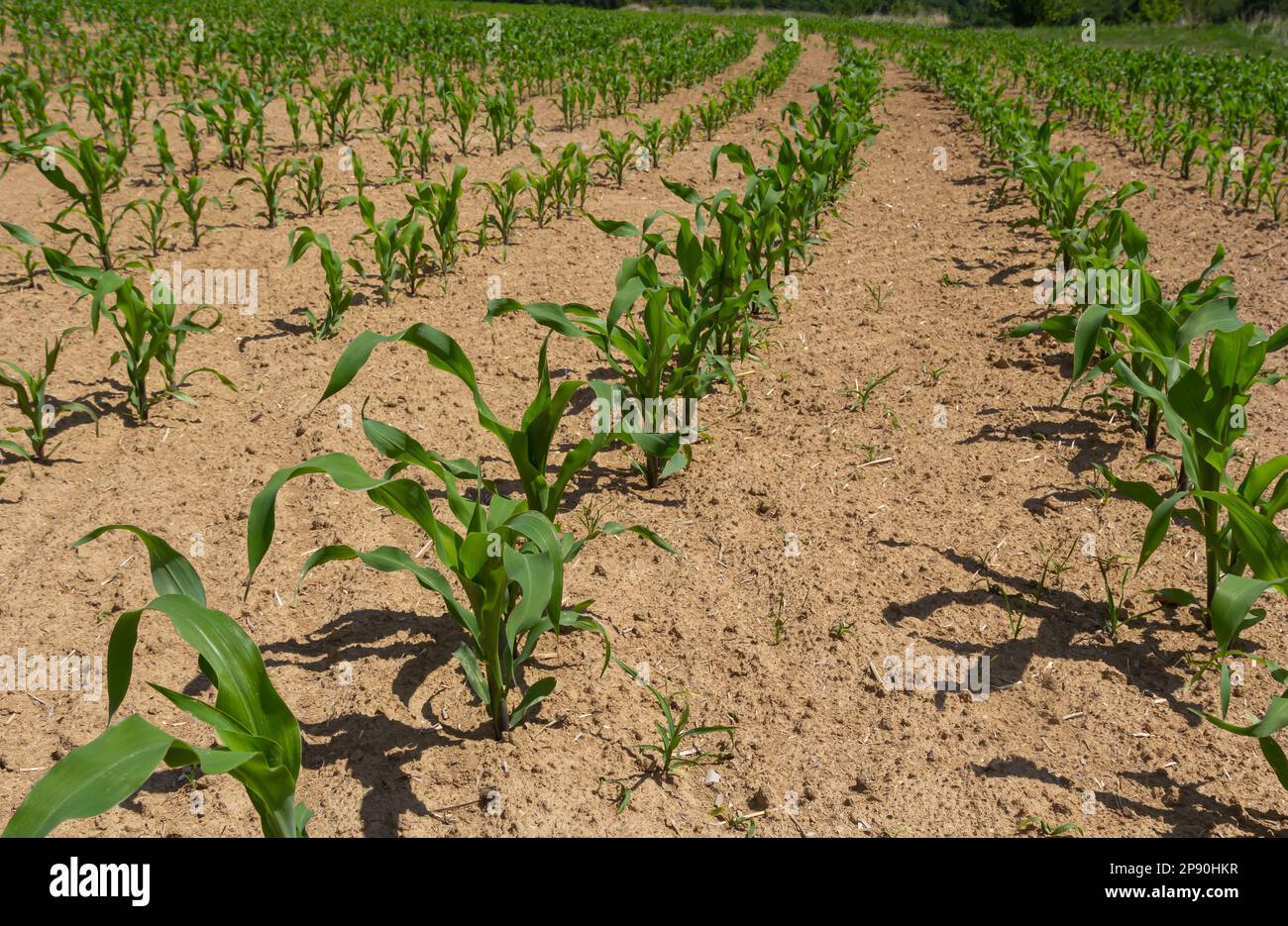 Rows of corn sprouts beginning to grow. Young corn seedlings growing in ...