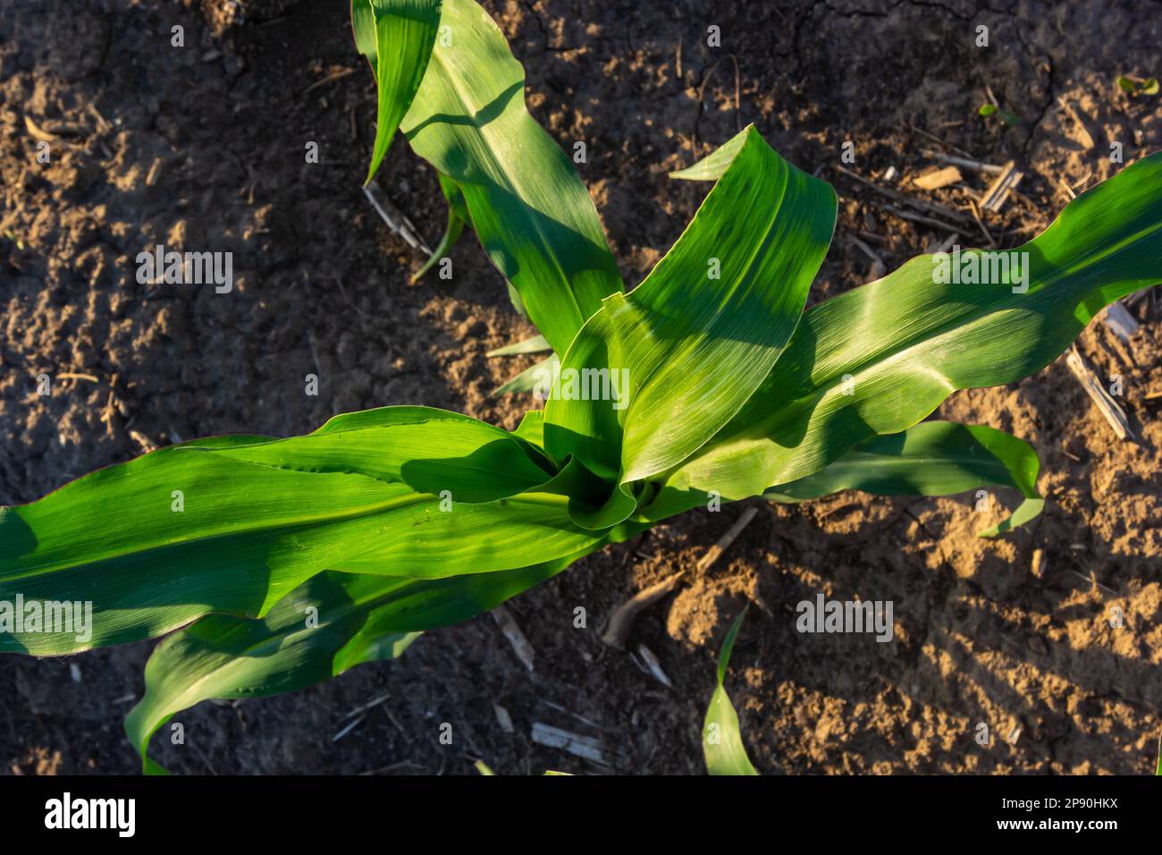 close up of a healthy young cornstalk in a cornfield with soil dry and ...