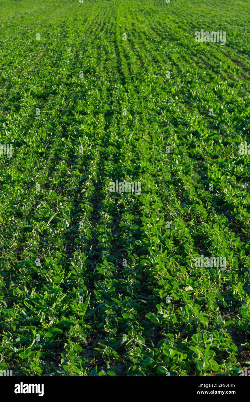 Fresh green soy plants on the field in spring. Rows of young soybean ...