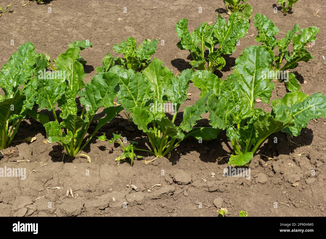 Agricultural scenery of of sweet sugar beet field. Sugar beets are ...