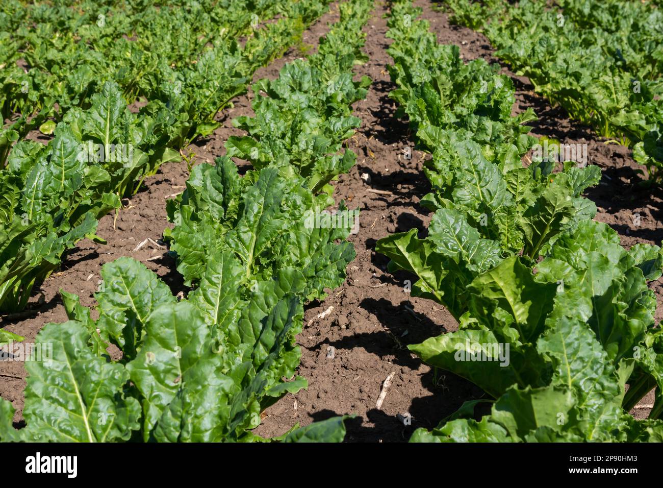 Agricultural scenery of of sweet sugar beet field. Sugar beets are ...