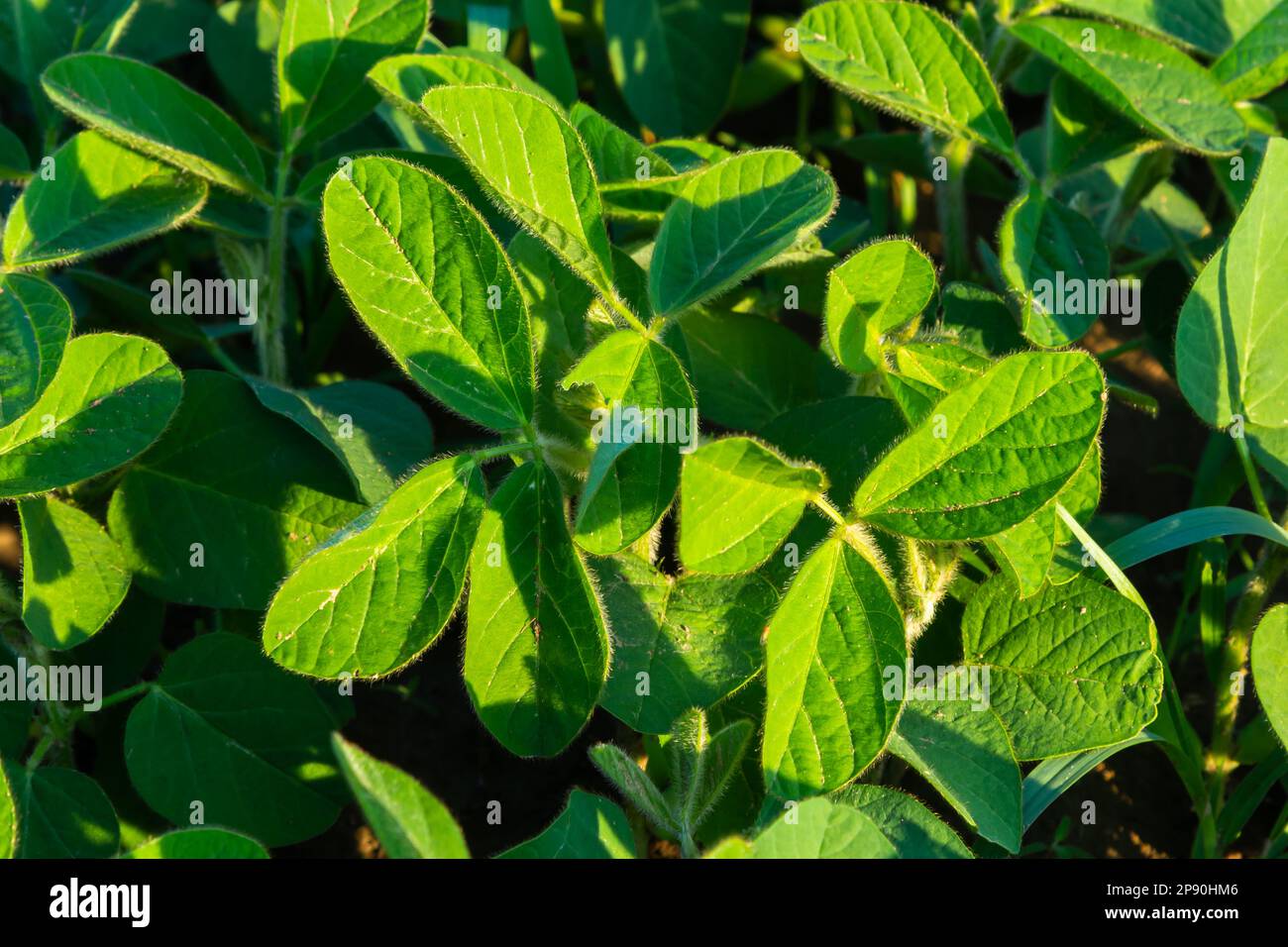 Fresh green soy plants on the field in spring. Rows of young soybean ...
