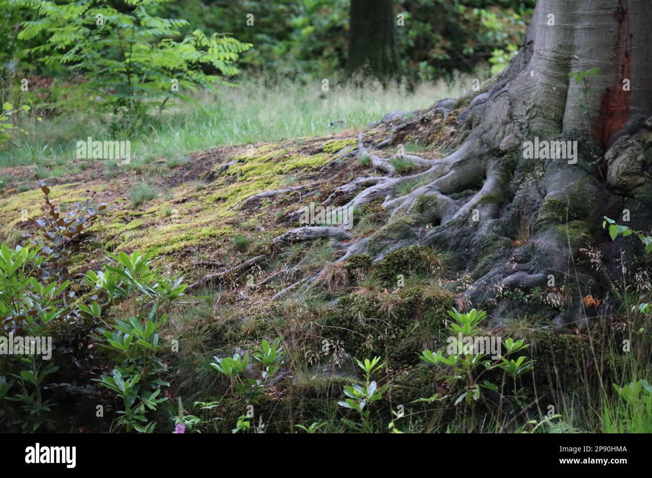 Doorn netherlands hi-res stock photography and images - Alamy