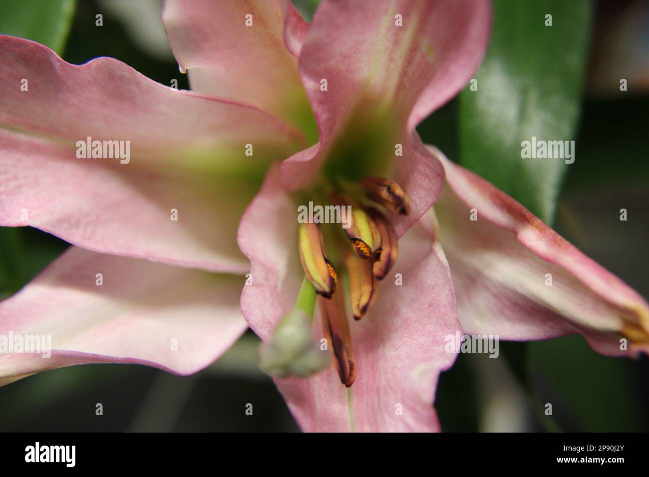 Pink lily macro Stock Photo - Alamy