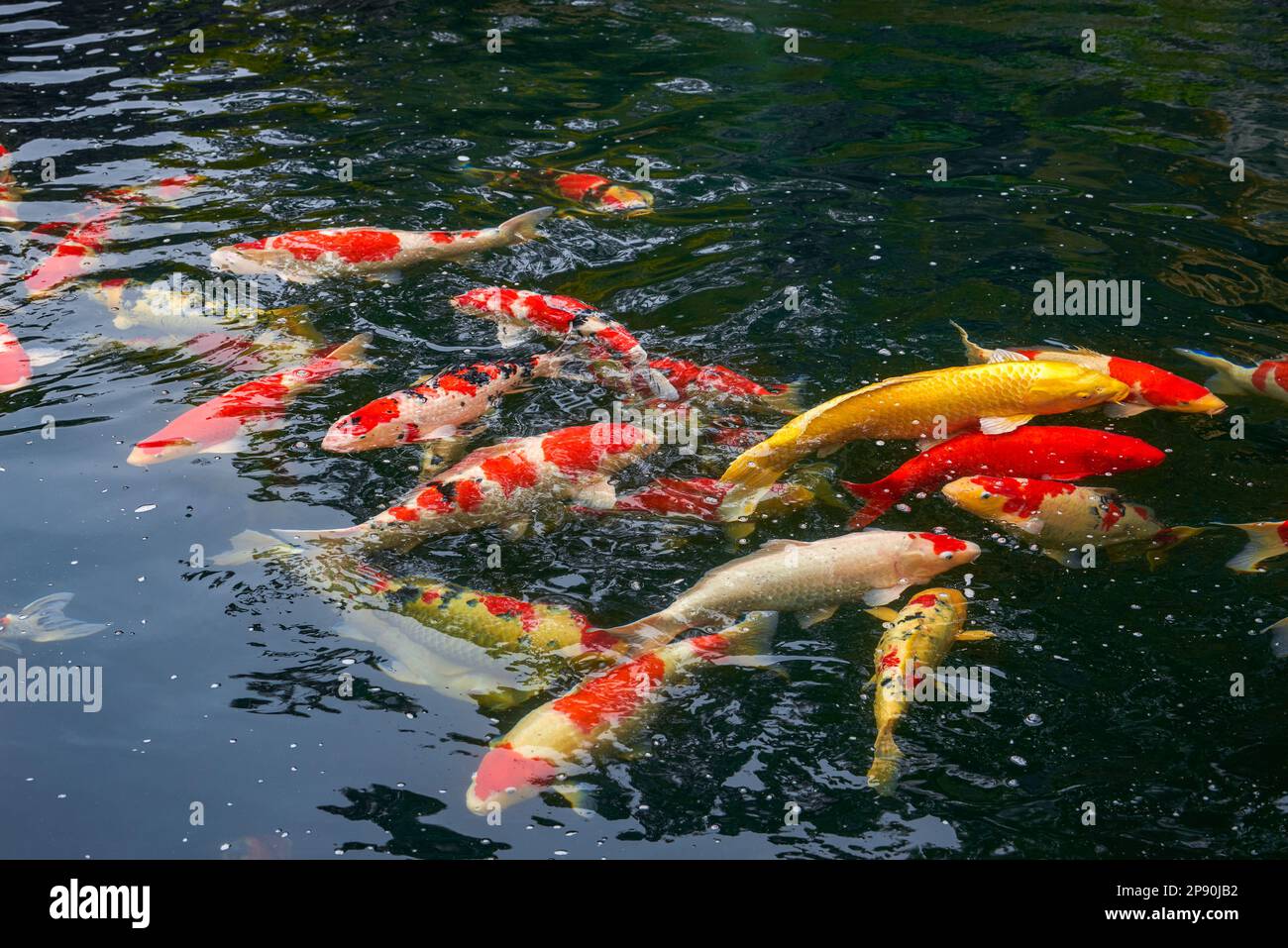Fine koi in advanced breeding ponds Stock Photo - Alamy