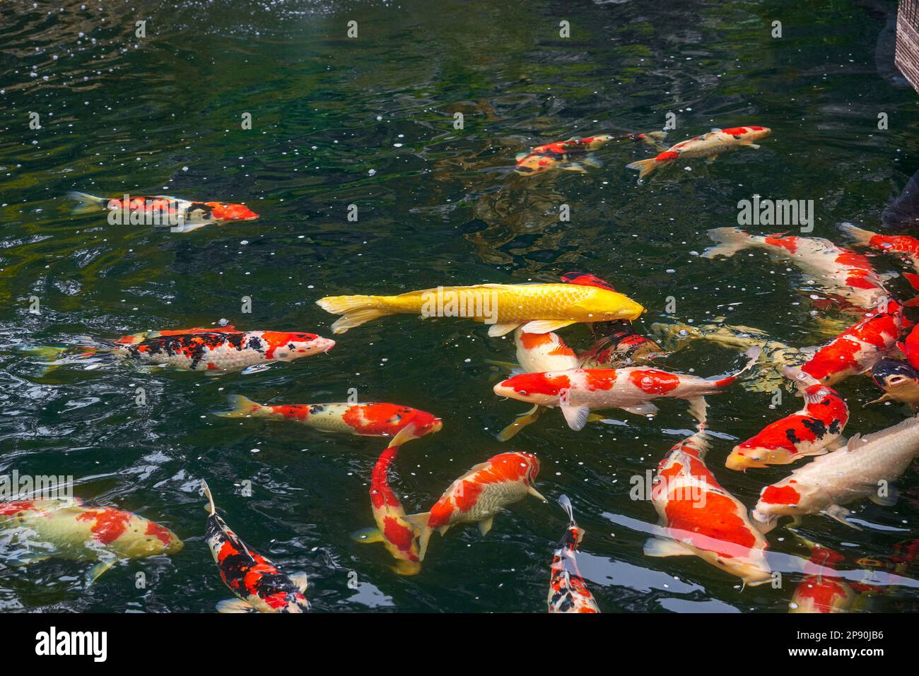 Fine koi in advanced breeding ponds Stock Photo - Alamy