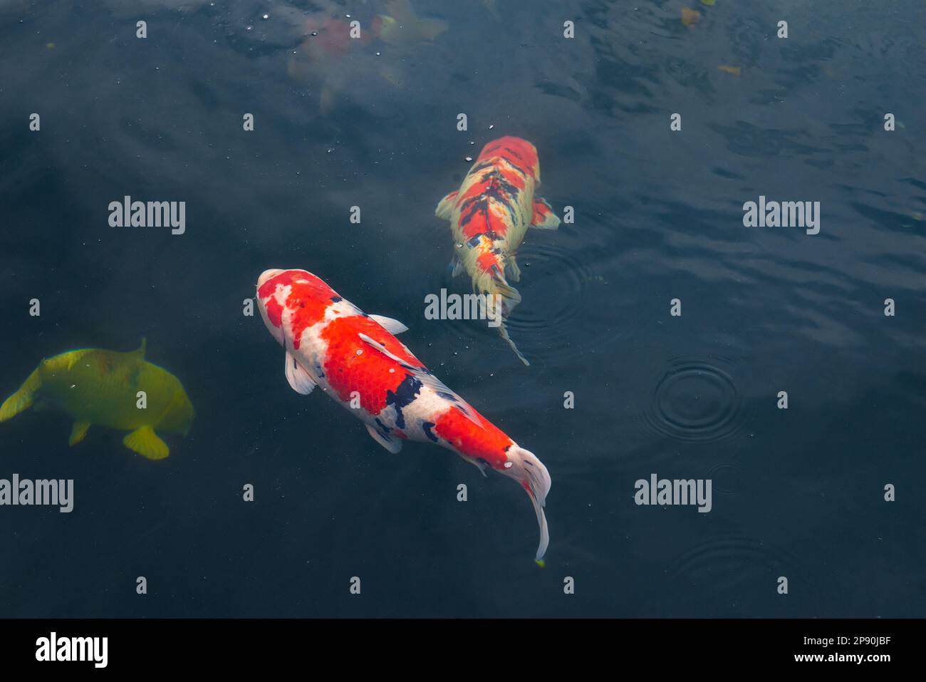 Koi fish breeding farming pond hi-res stock photography and images - Alamy