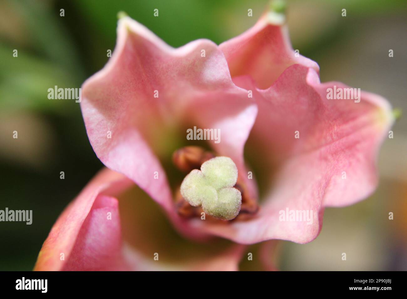 Corolla is pink hi-res stock photography and images - Alamy