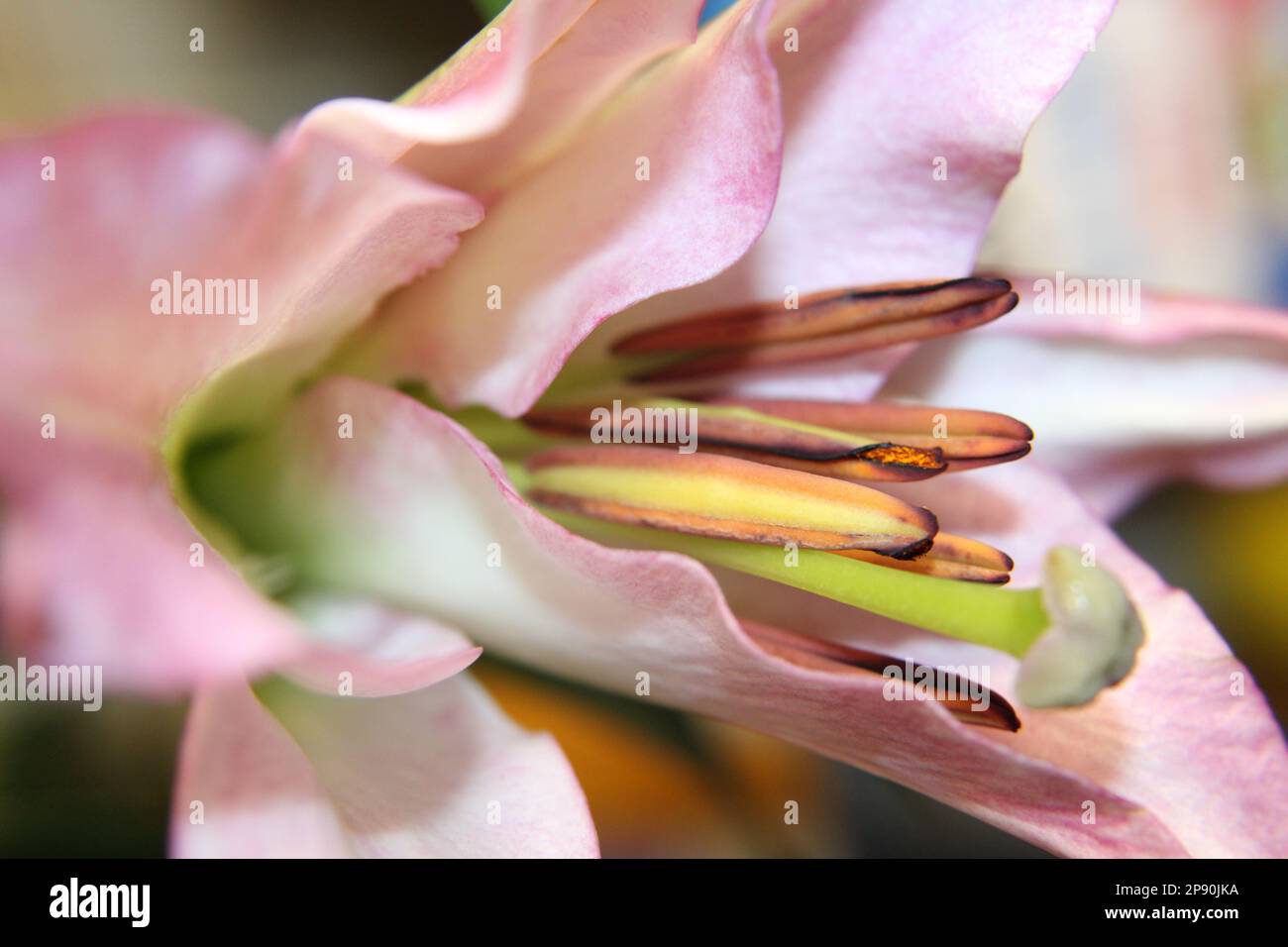 Corolla is pink hi-res stock photography and images - Alamy