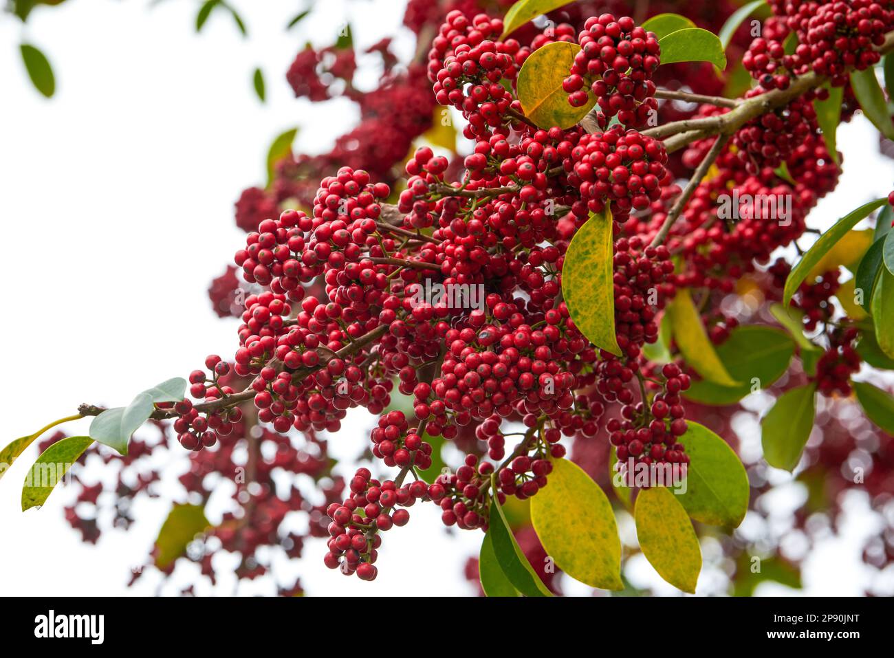 Red bright iron holly fruit on the tree Stock Photo - Alamy
