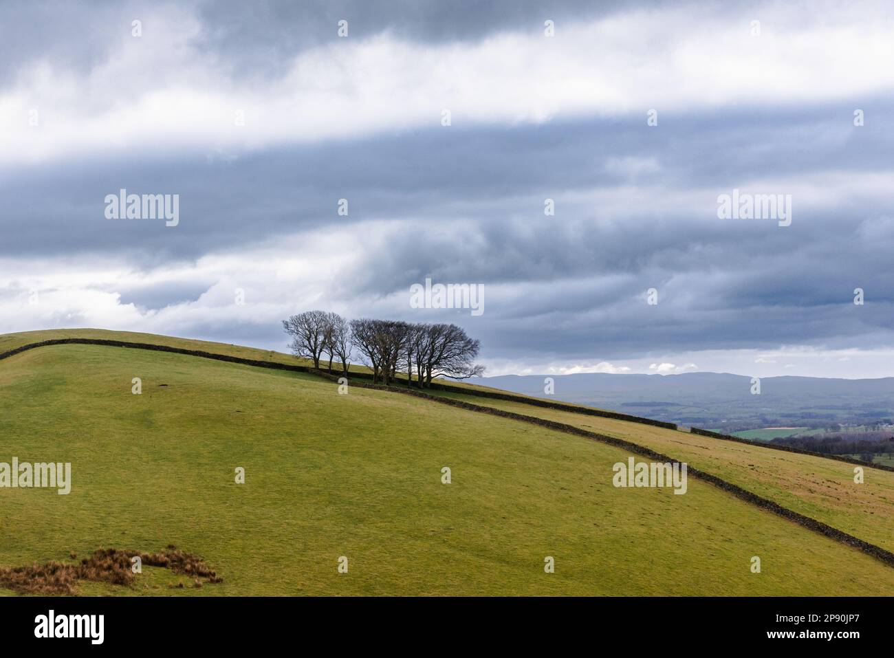Trees on a hillside Stock Photo - Alamy