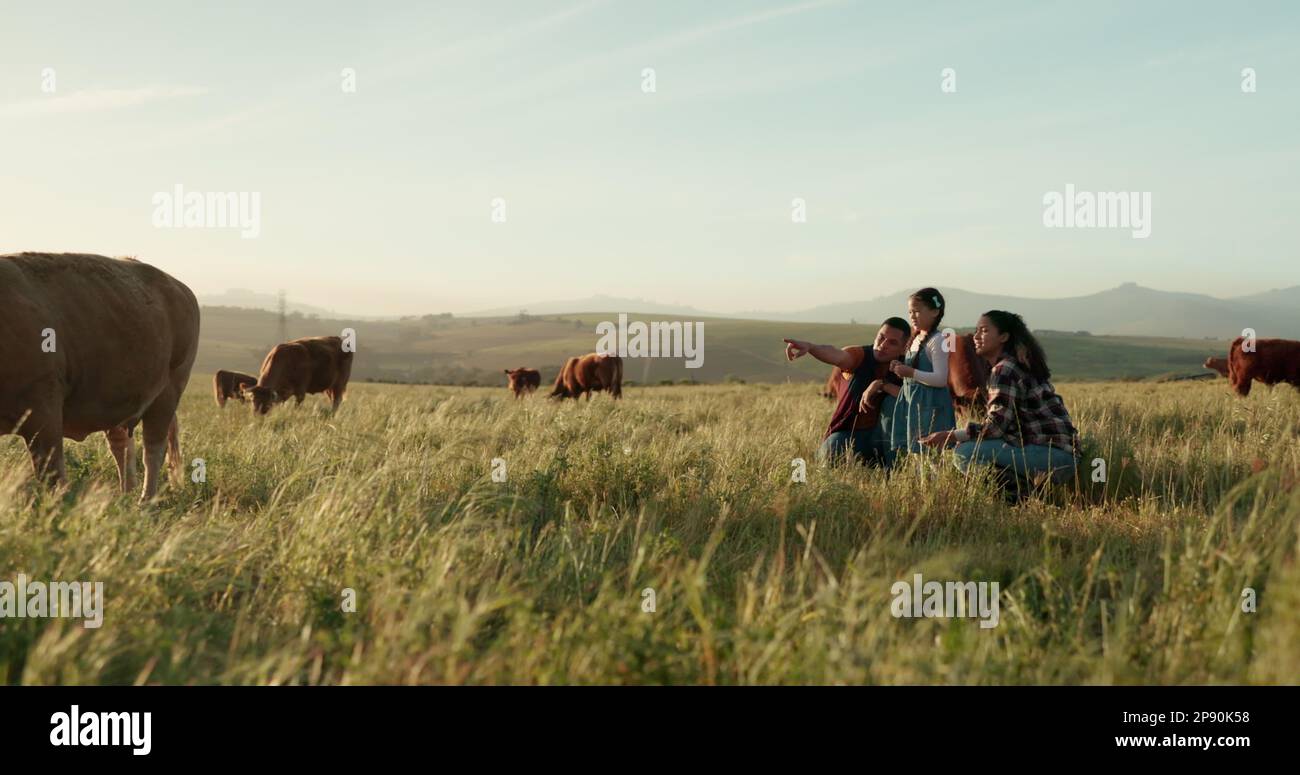 Cattle, cow and farmer with family on a farm bonding, relaxing and ...