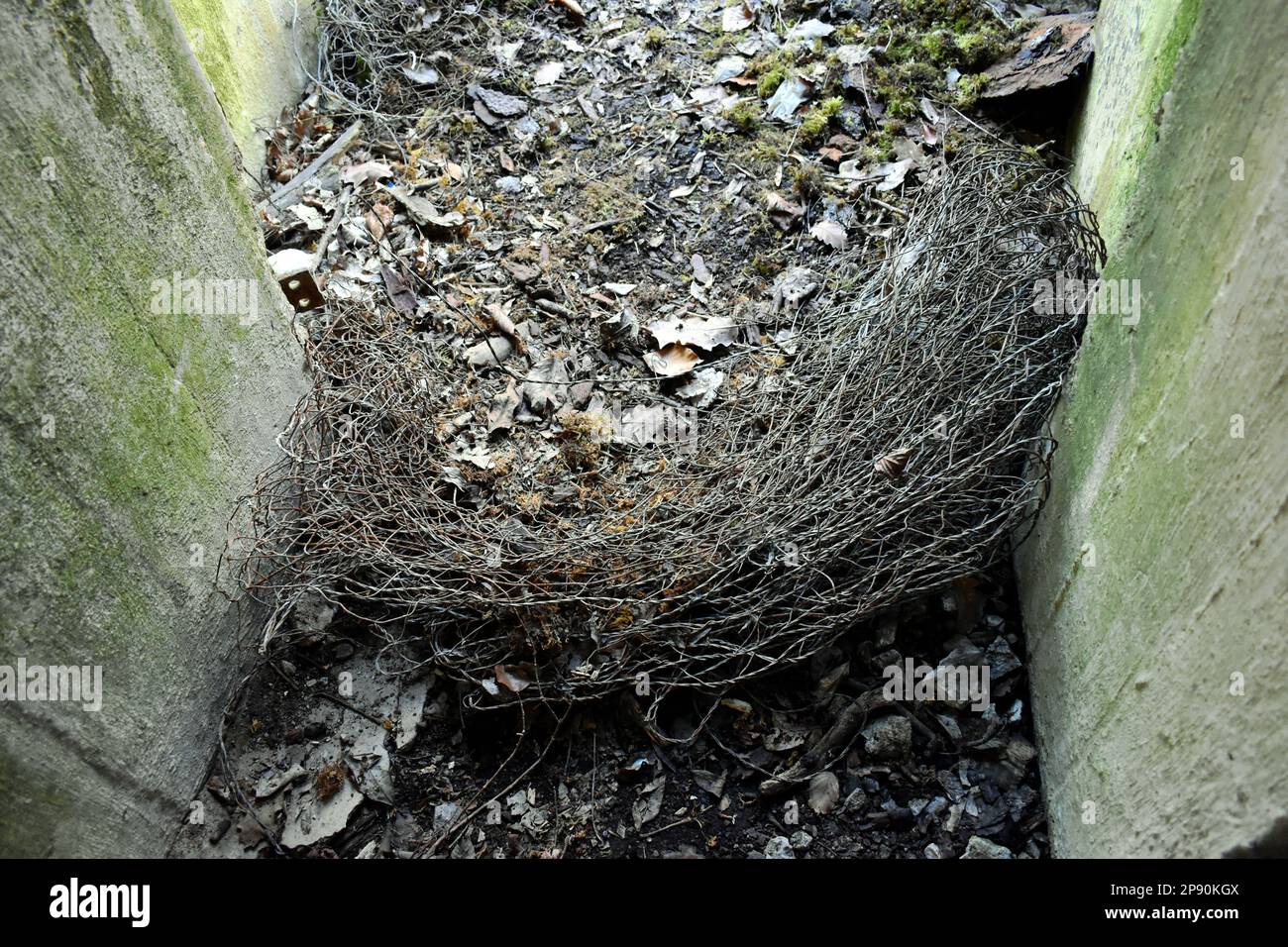 Eyewitnesses Wrecked Wehrmacht bunker Ruins of an old position in the ...