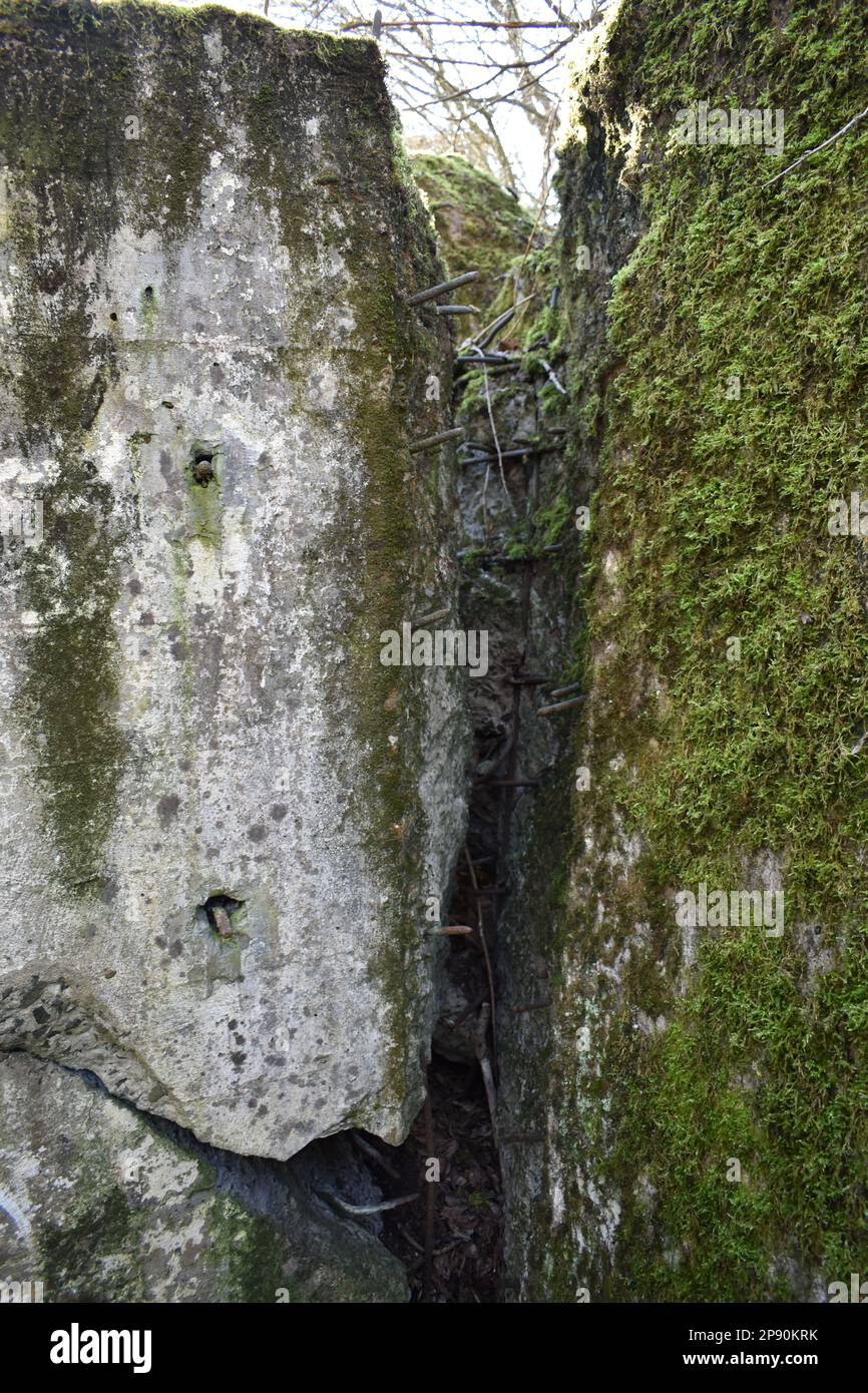 Eyewitnesses Wrecked Wehrmacht bunker Ruins of an old position in the ...
