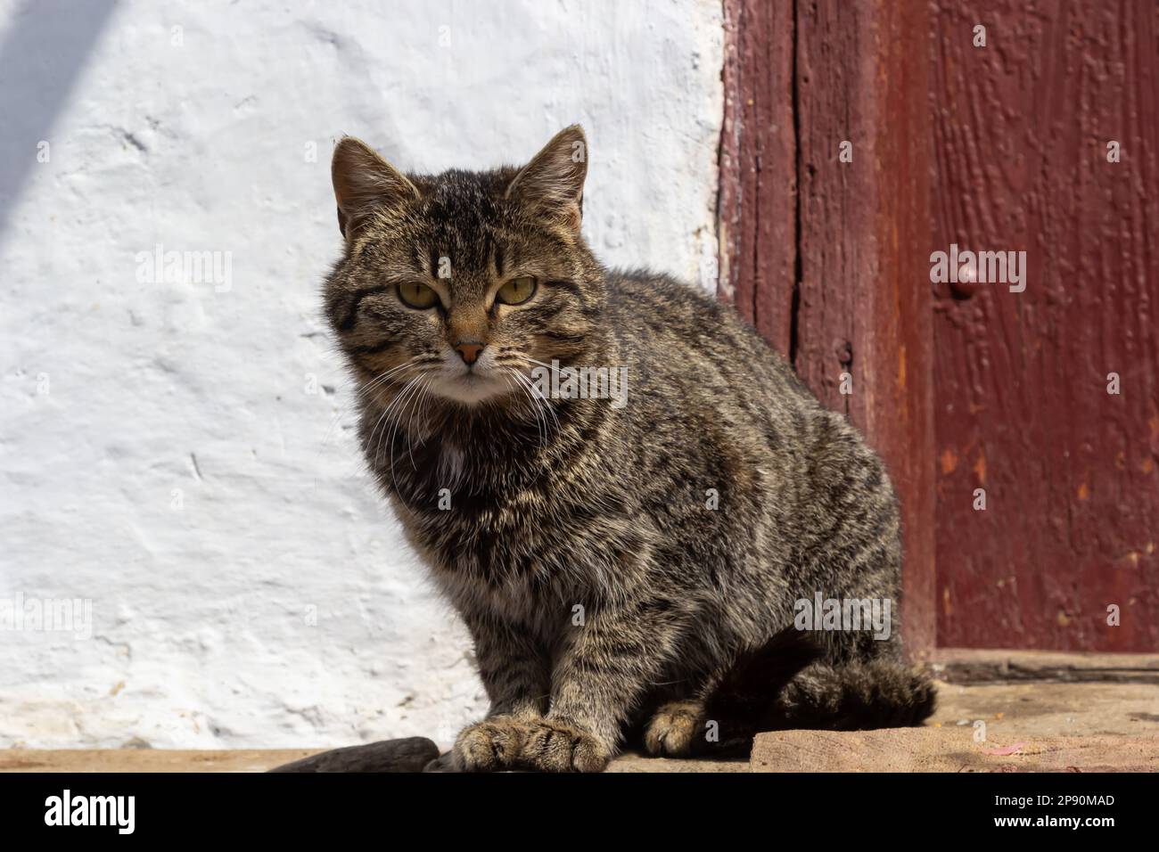 Cute tabby cat sitting in farm wooden hut house. Portrait tabby gray ...