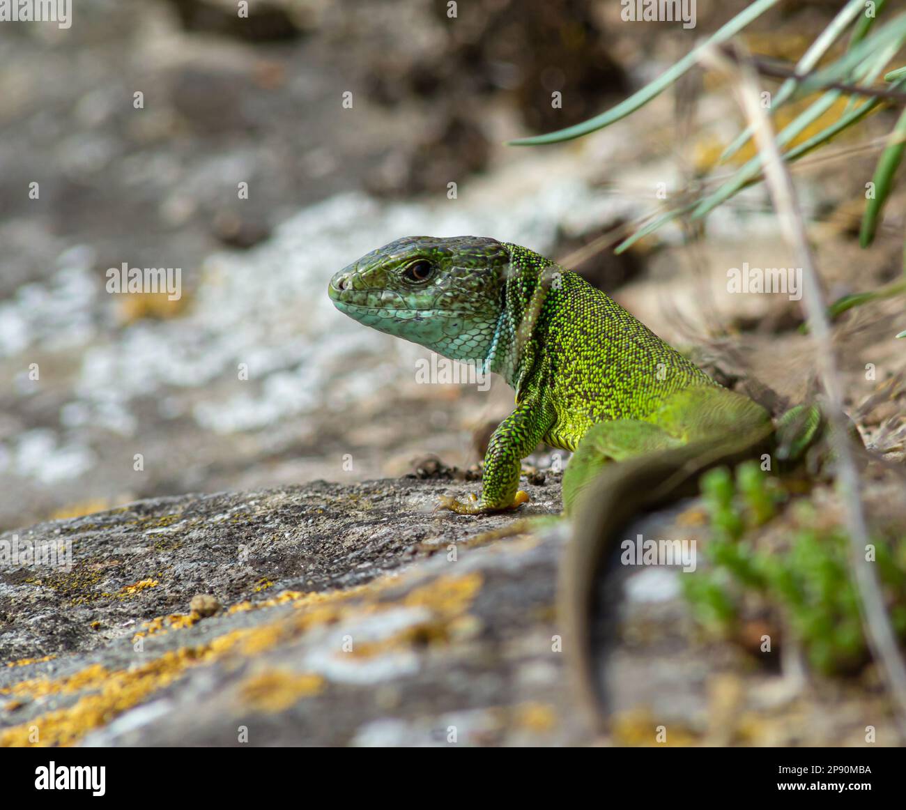 Green lizard, Lacerta viridis, is a species of lizard of the genus ...