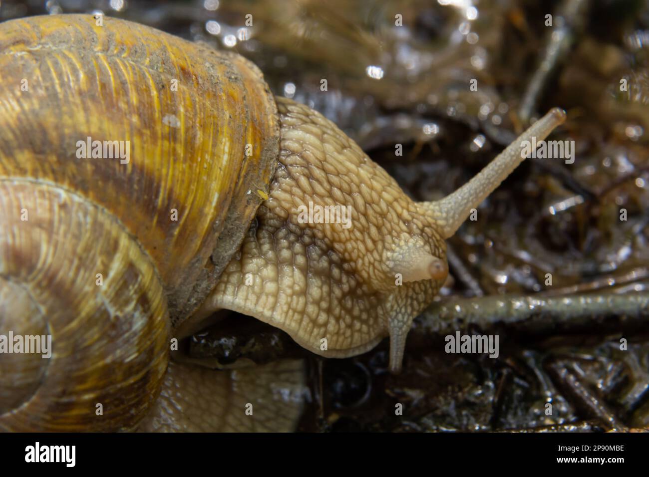 Burgundy snail, Helix, Roman snail, edible snail, escargot, on the ...