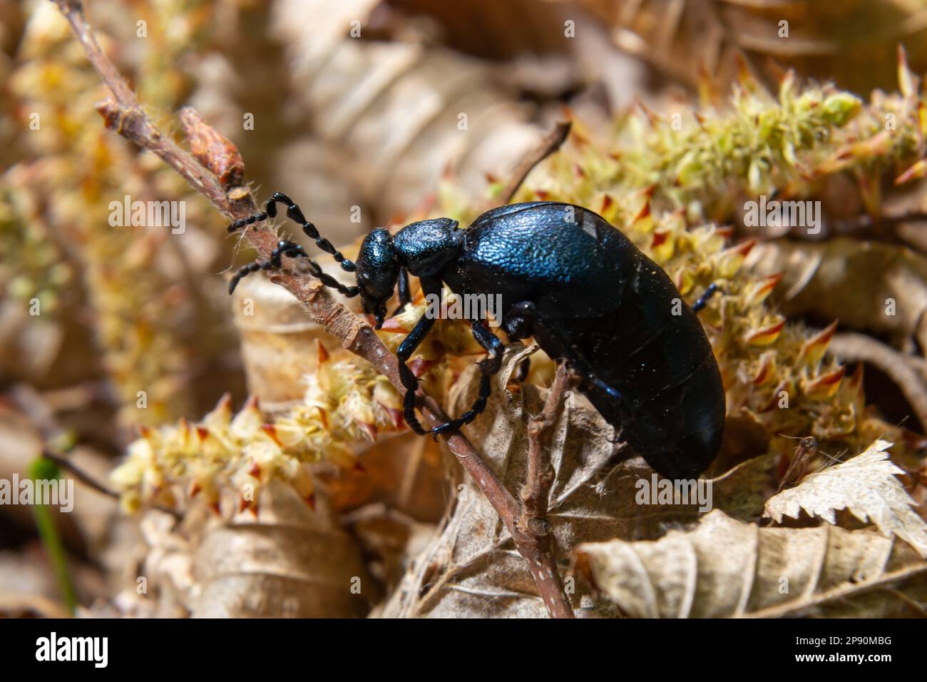 Violet oil beetle, Meloe violaceus feeding on grass, macro photo Stock ...