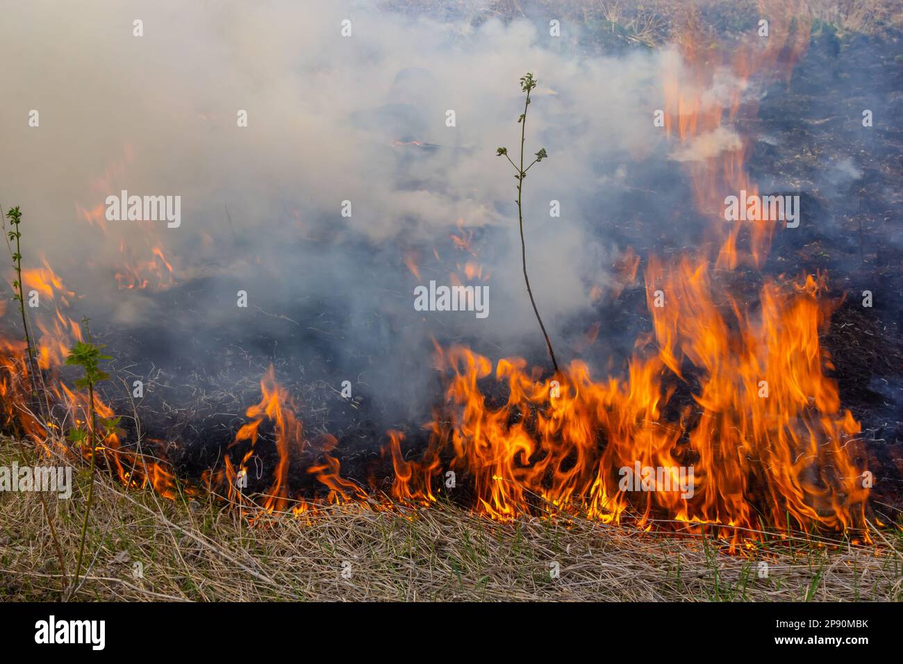 Burning old dry grass in garden. Flaming dry grass on a field. Forest ...