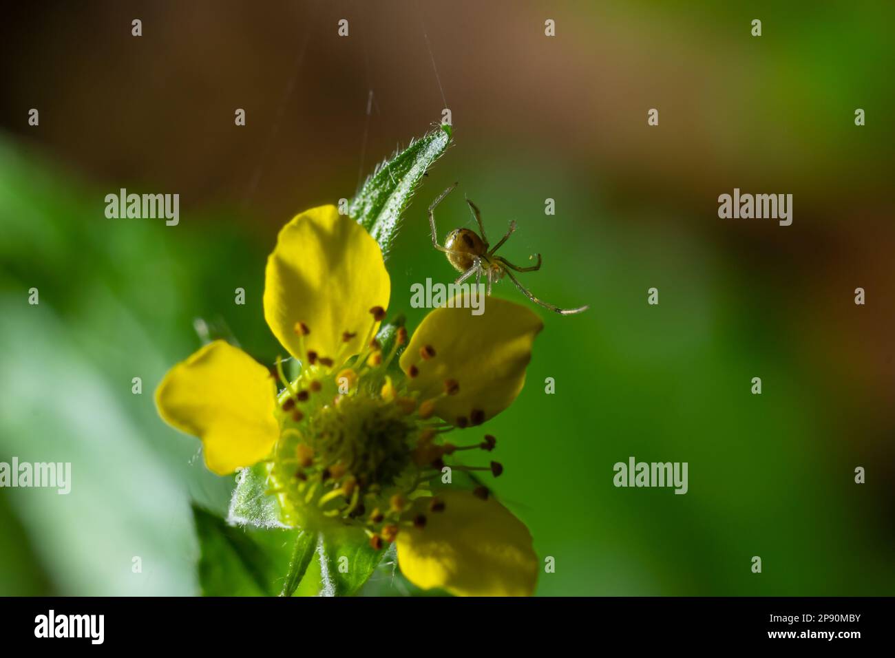 Adult Male Cobweb Spider of the Family Theridiidae Stock Photo - Alamy