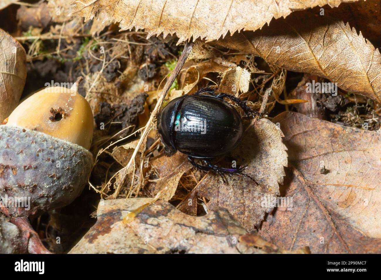 Forest beetle, Anoplotrupes stercorosus, a species of dung beetle and ...