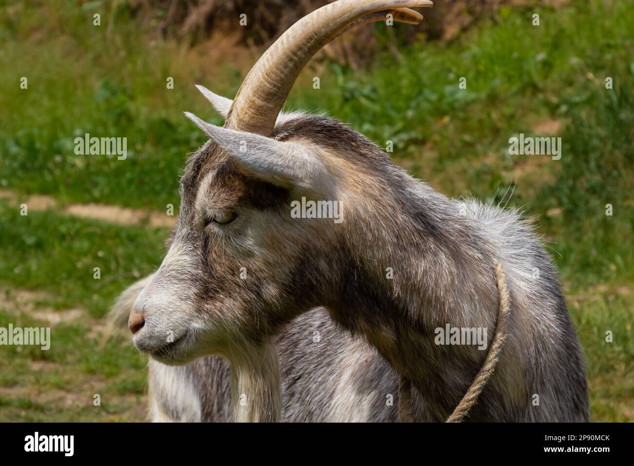 Horned goat hi-res stock photography and images - Alamy