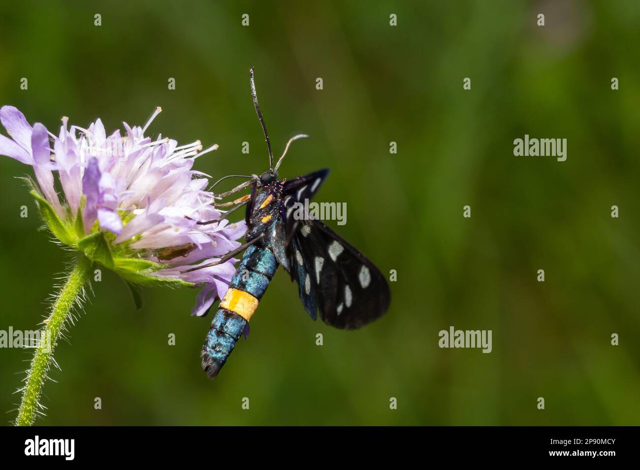 Nine-spotted moth or yellow belted burnet, Amata phegea, formerly ...