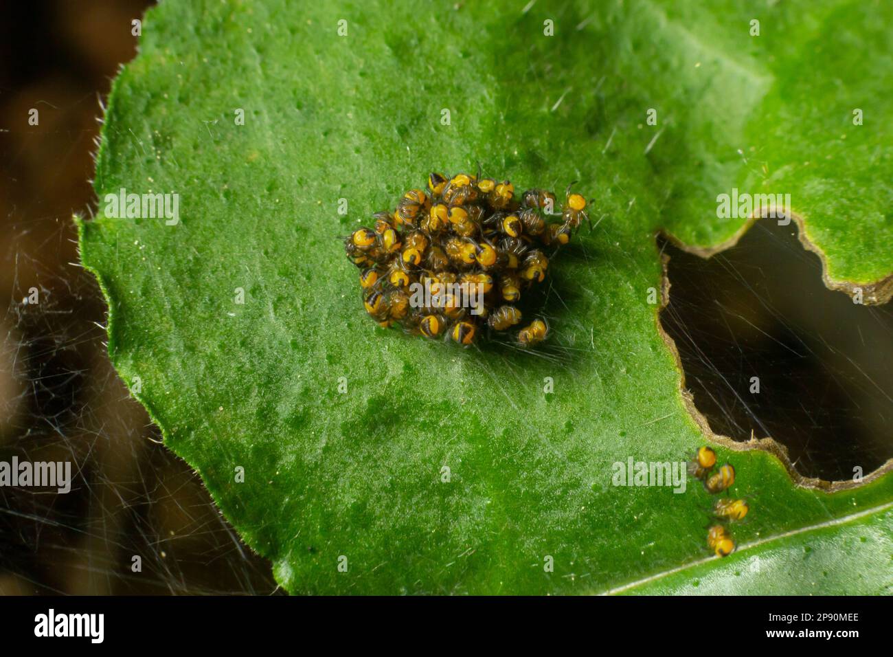Baby orb weaver spiders, spiderlings, in nest, Yellow and black, macro ...