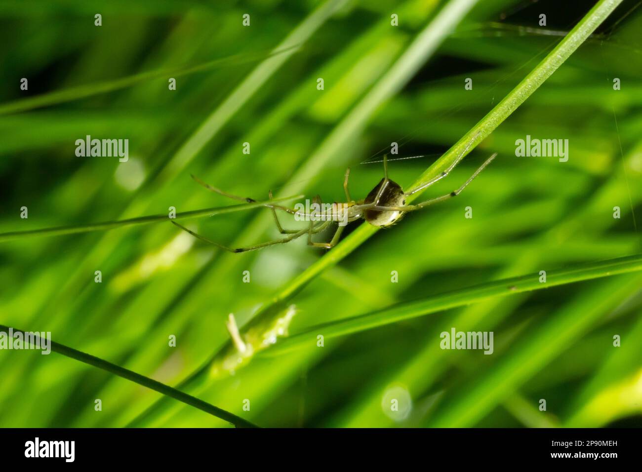 Theridiidae hi-res stock photography and images - Alamy