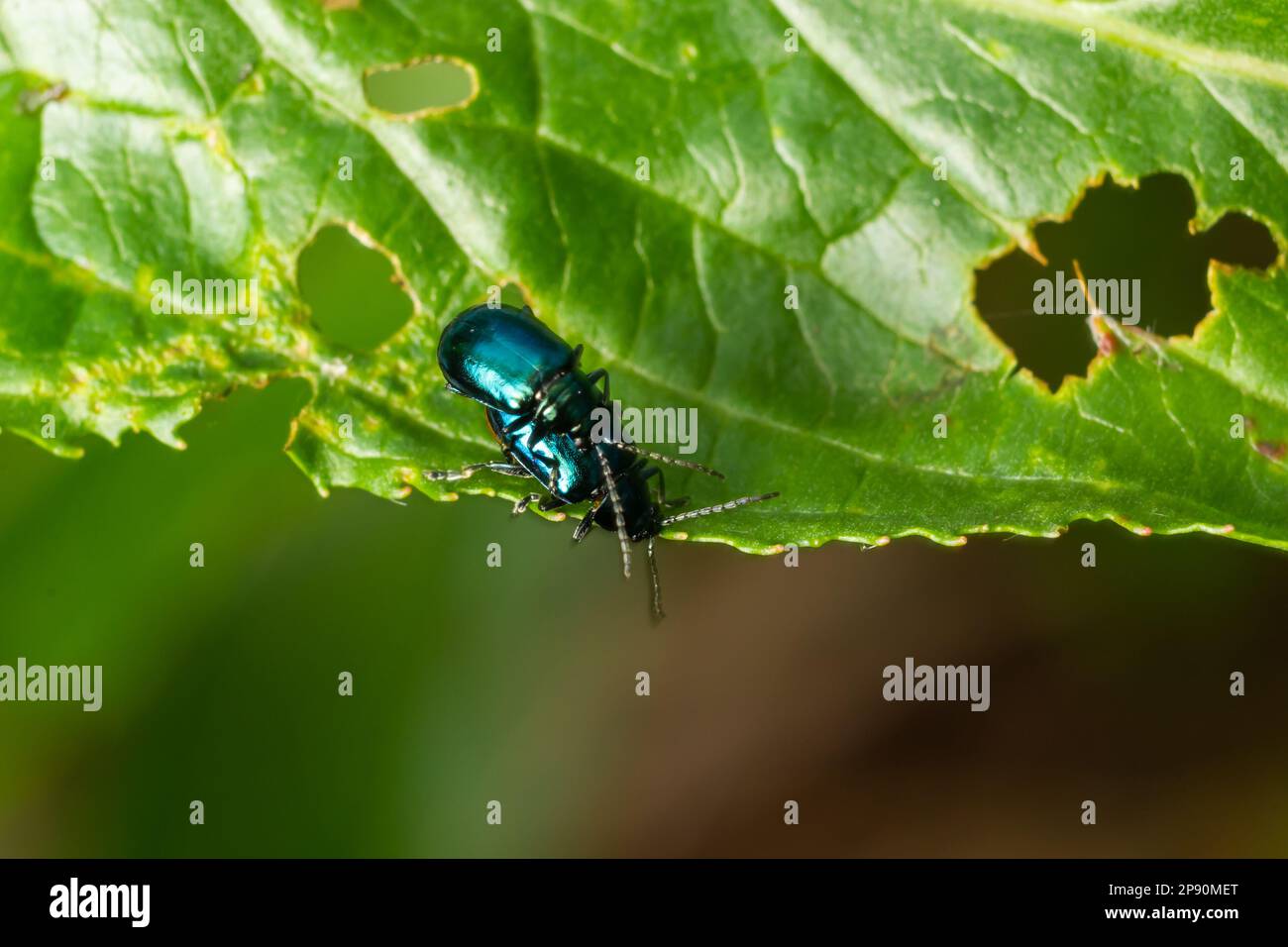 Altica is a large genus of lice in the subfamily Galerucinae, with ...