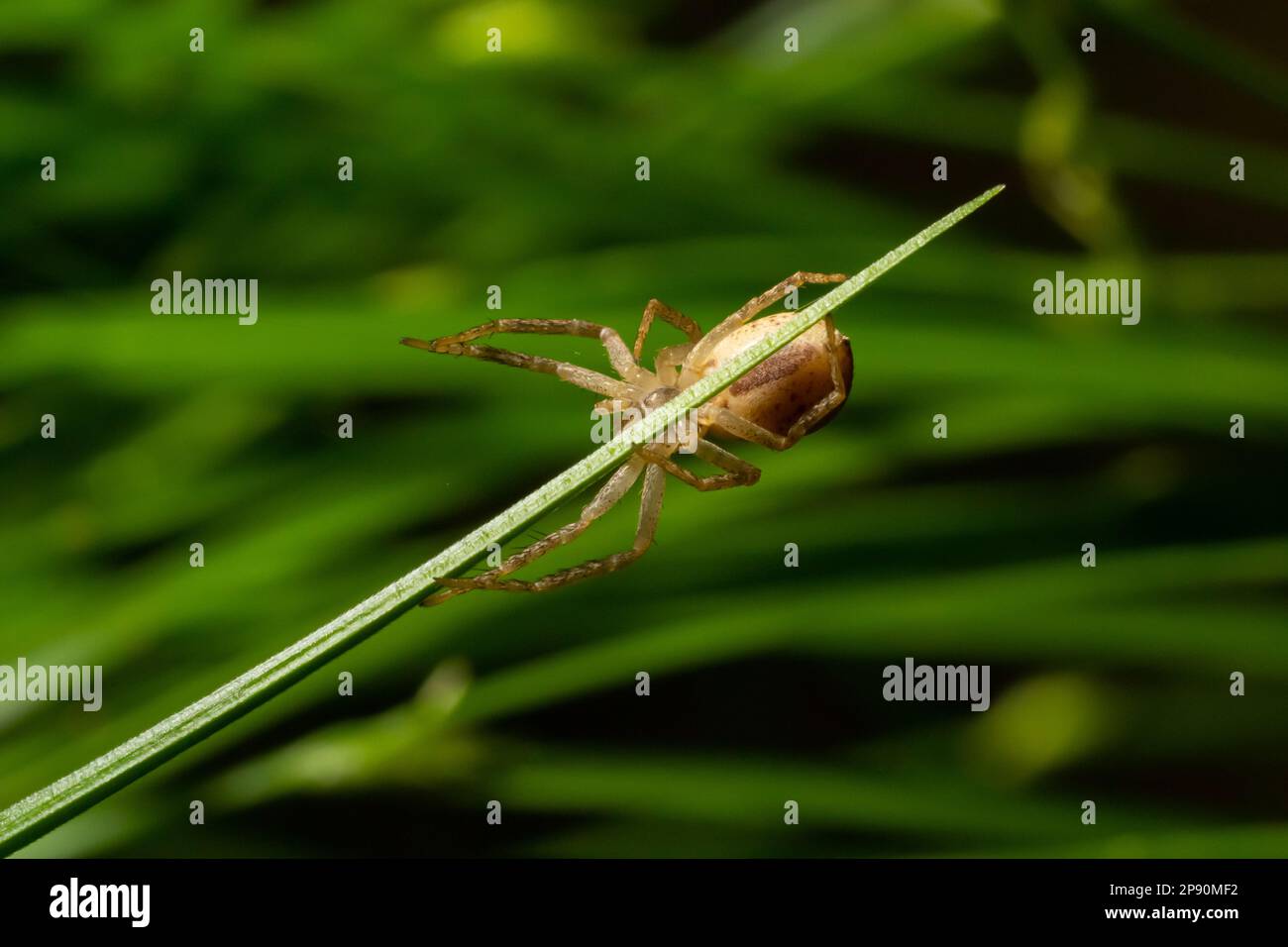Adult Male Running Crab Spider of the Family Philodromidae Stock Photo ...